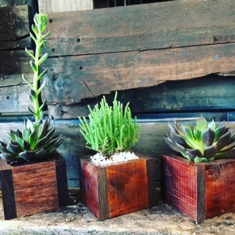 Succulent Planters greencleandesigns.com succulent office plants