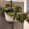 cubicle planters greencleandesigns.com cubicle wall partition planter